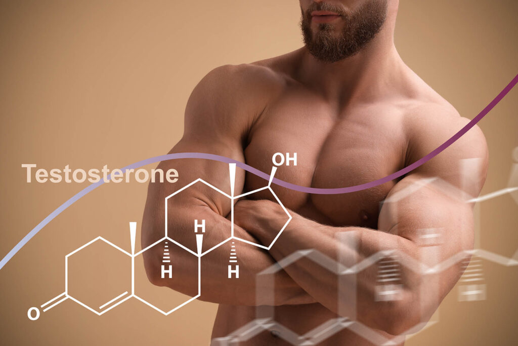 The Role of Testosterone in Muscle Growth - Basics Of Bodybuilding